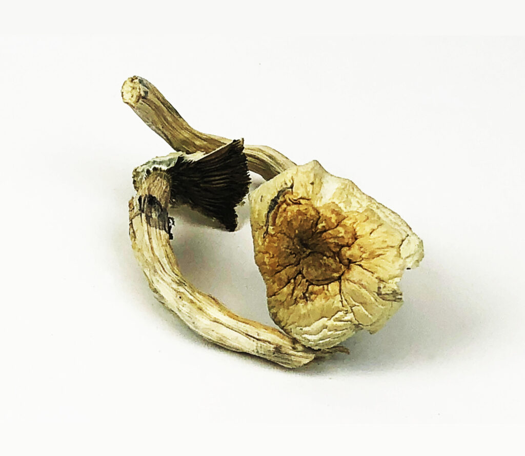 Great White Monster Magic Mushrooms - Compassion Concentrates - Premium ...